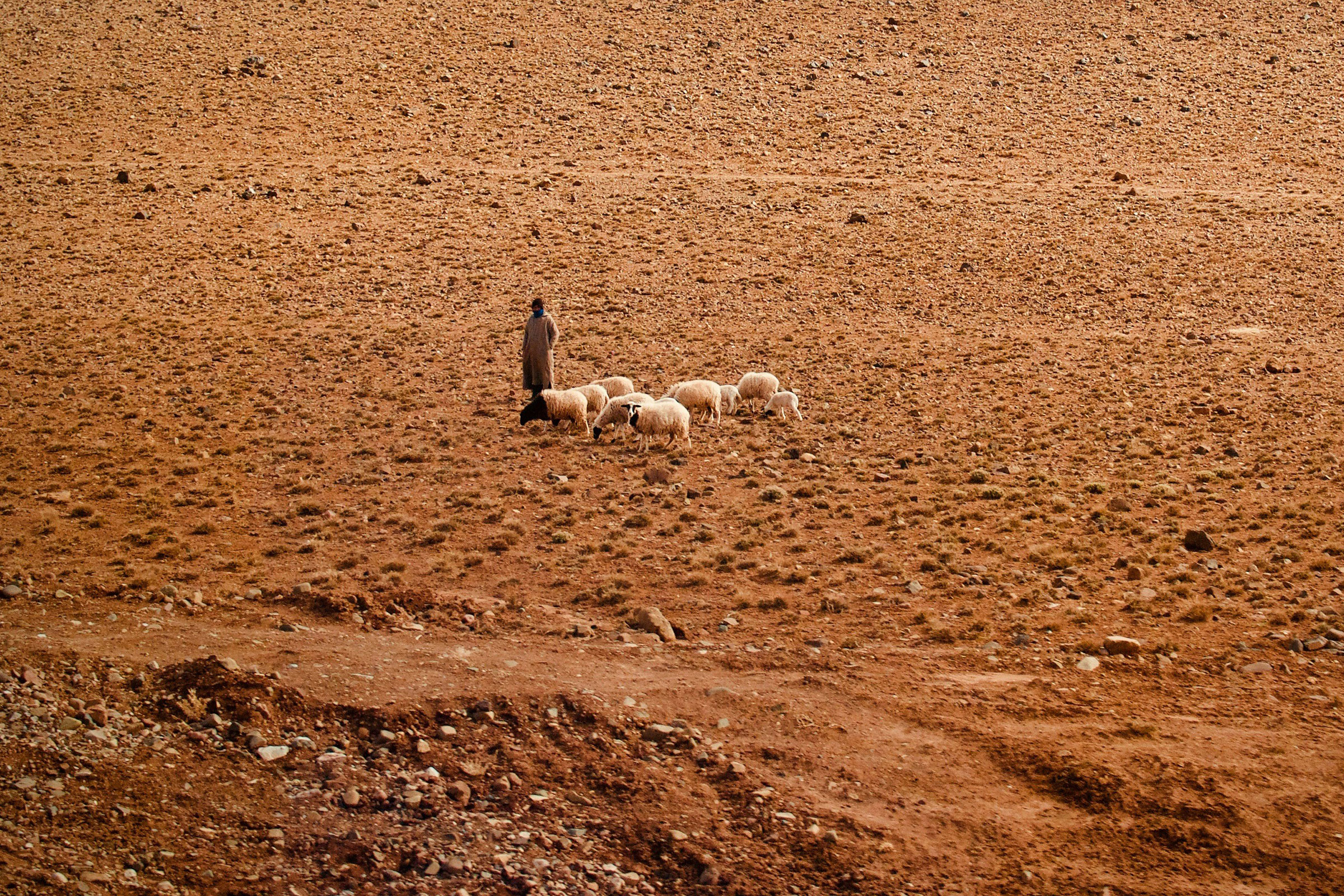The Legacy of Ibrahim (AS): Honoring Faith Through Sacrifice – iF Charity